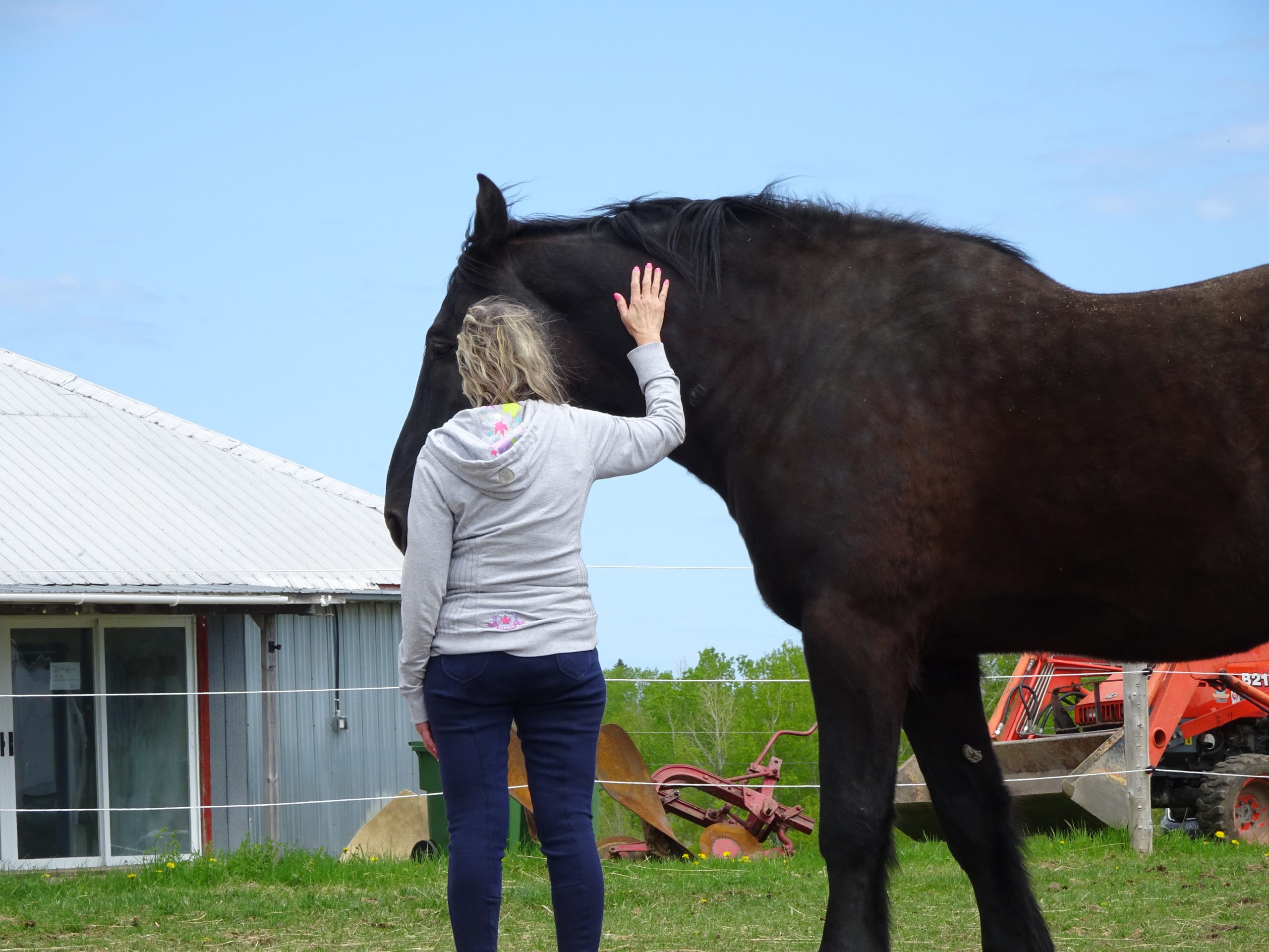 Les chevaux thérapeutes: Comment les équidés aident à guérir