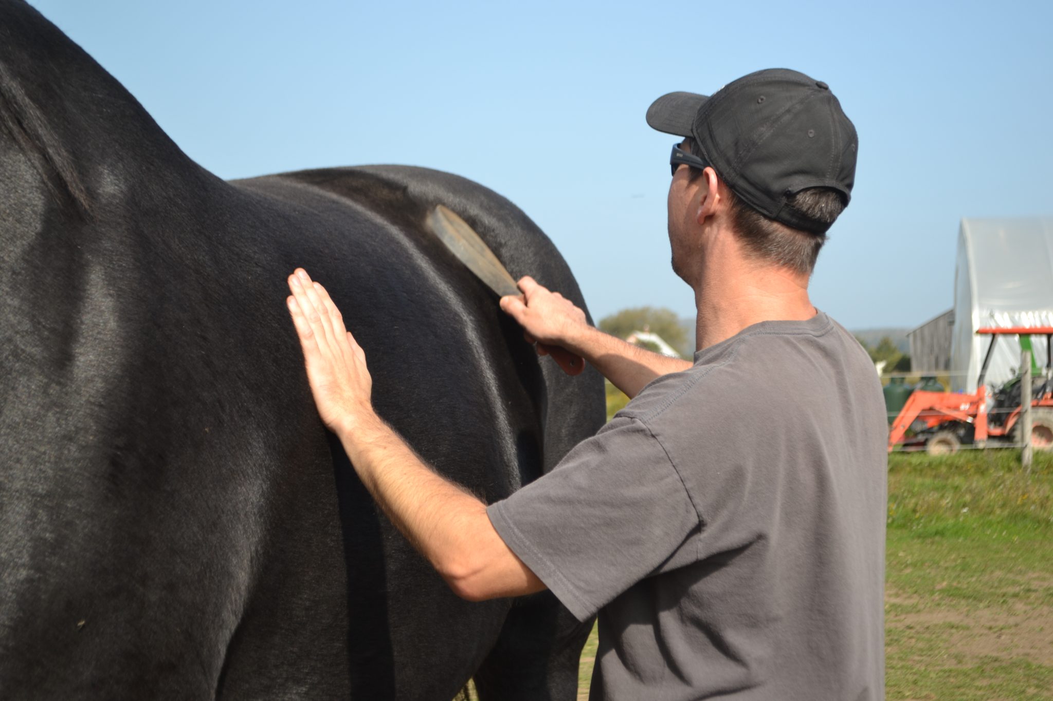 Les chevaux thérapeutes: Comment les équidés aident à guérir